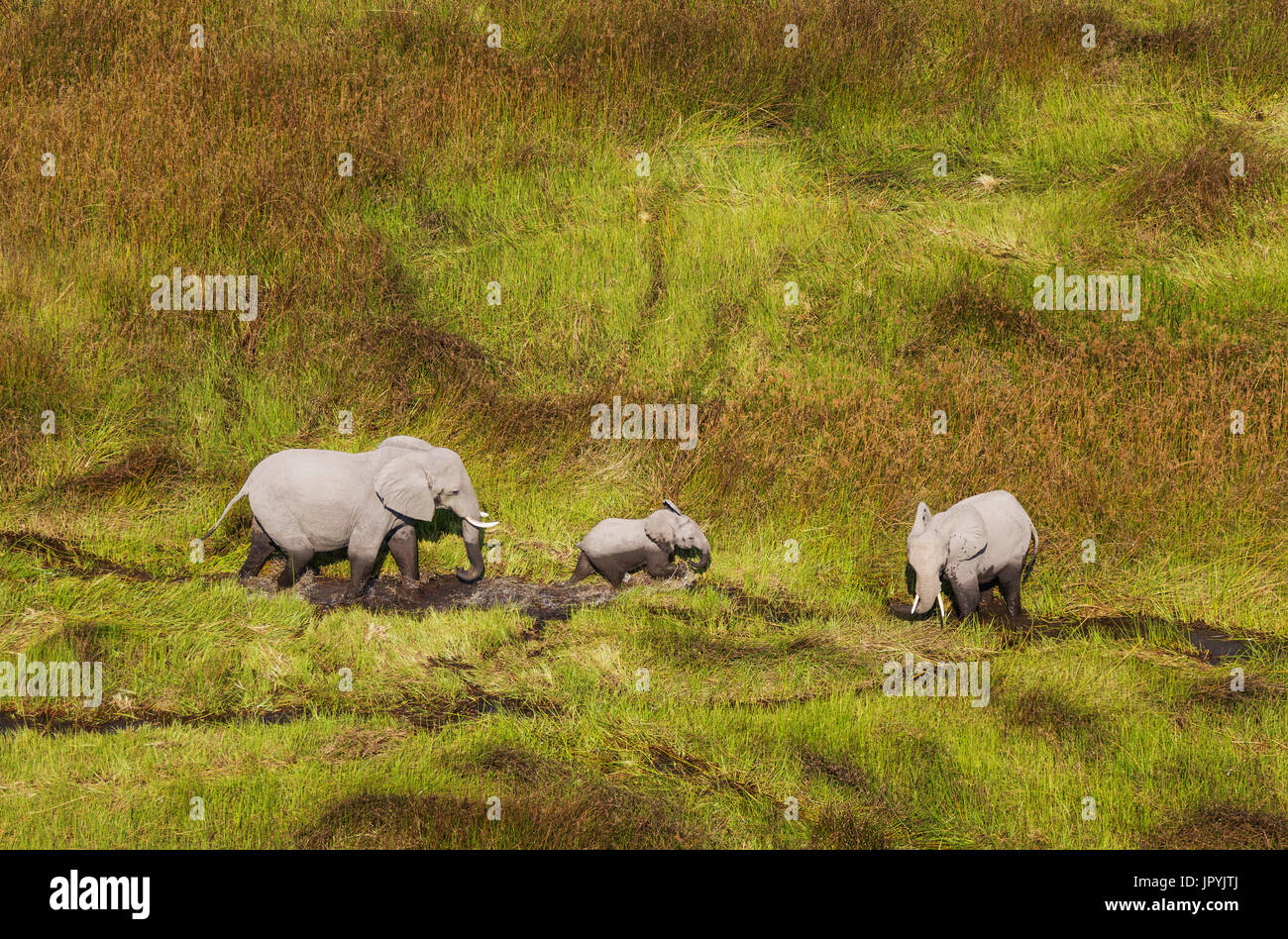 African Elephants in a marsh - Okavango Botswana Stock Photo - Alamy