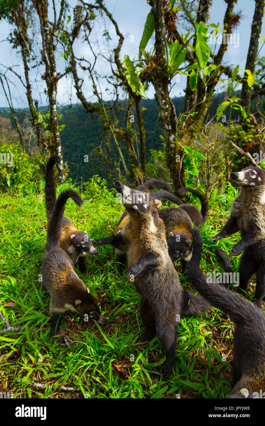 White Nosed Coati Nasua Narica Group High Resolution Stock Photography ...
