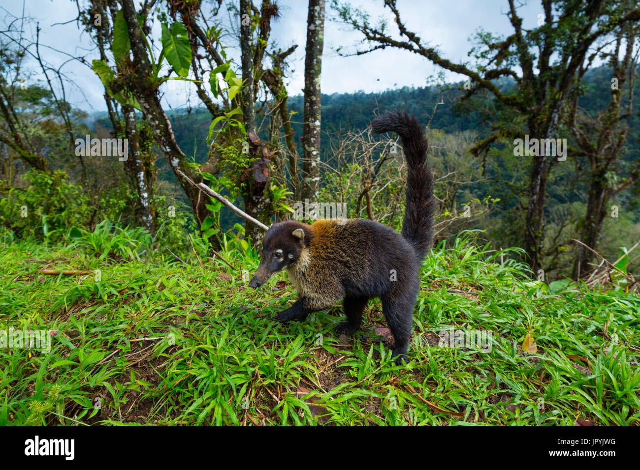 White-nosed Coati in a clearing - Costa Rica Stock Photo - Alamy