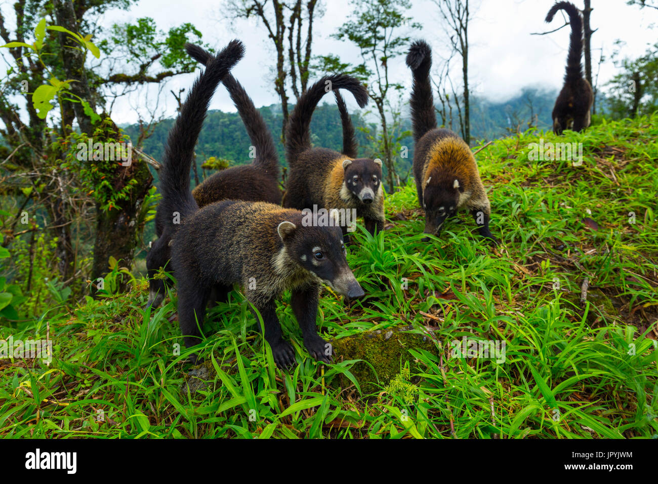 White-nosed Coatis in a clearing - Costa Rica Stock Photo - Alamy