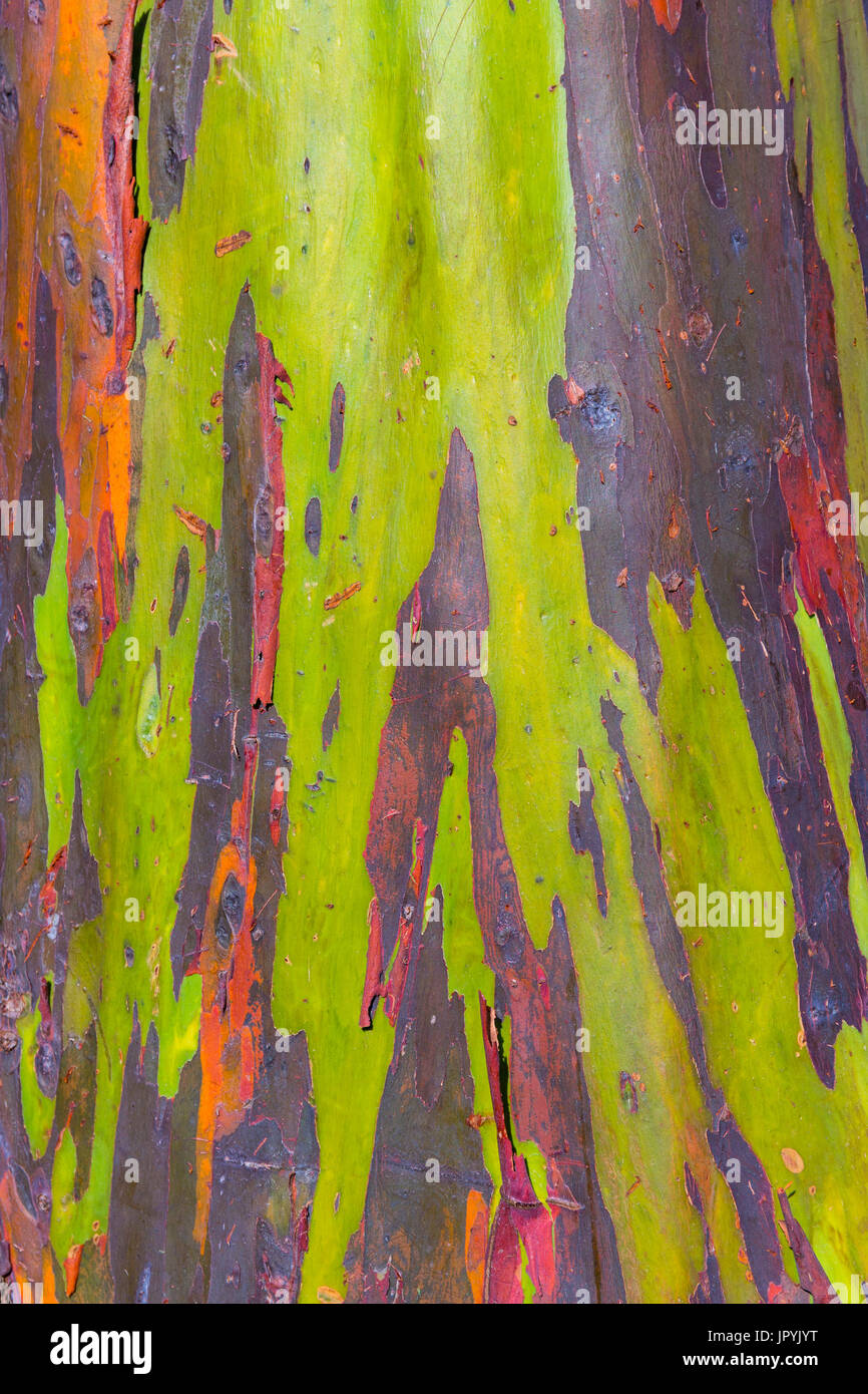 Colored bark of Eucalyptus - Costa Rica Stock Photo - Alamy