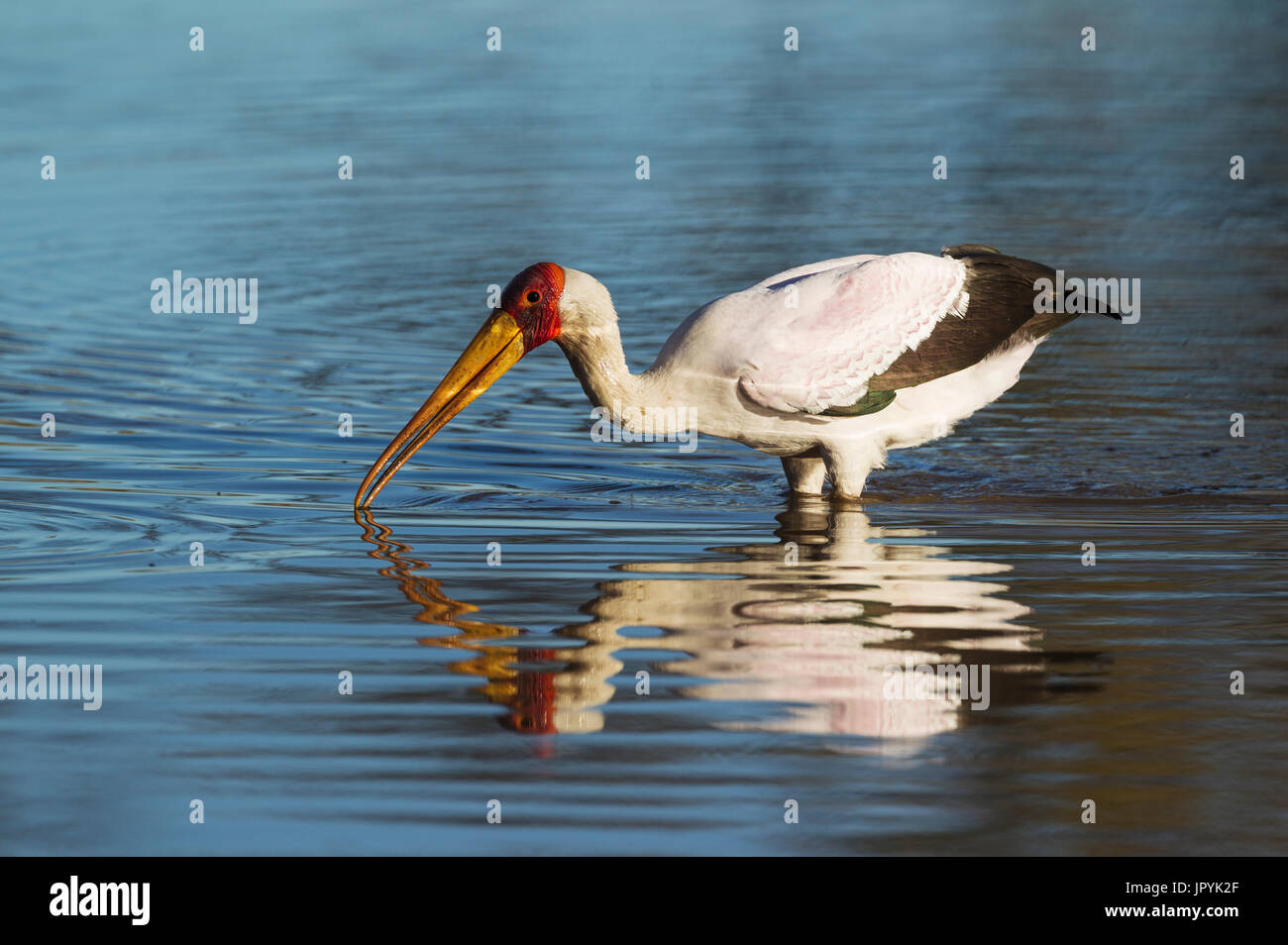 Yellow-billed Stork fishing - Okavango Delta Moremi Botswana Stock ...