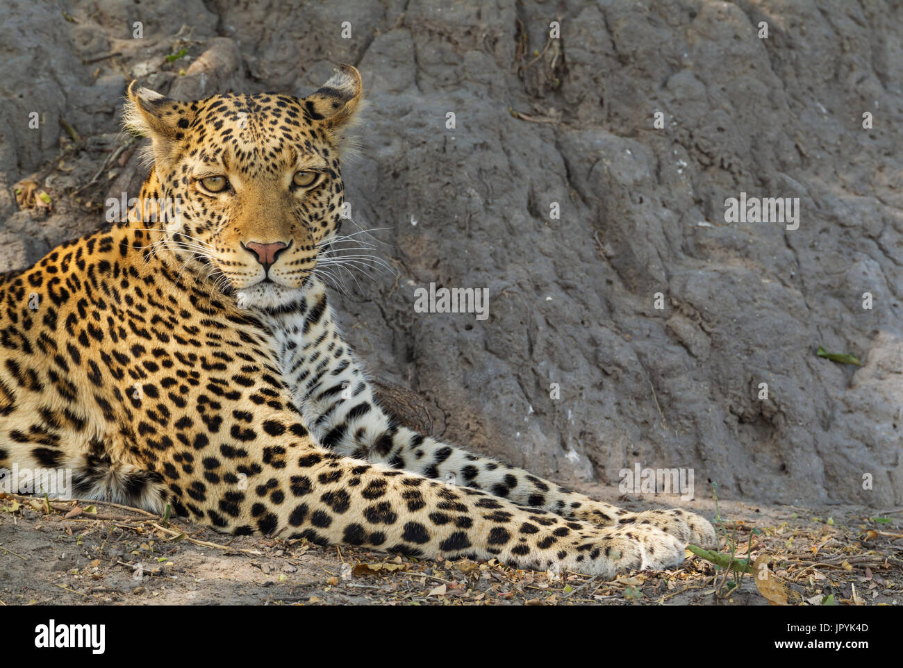 Leopard resting on ground - Chobe Botswana Stock Photo - Alamy