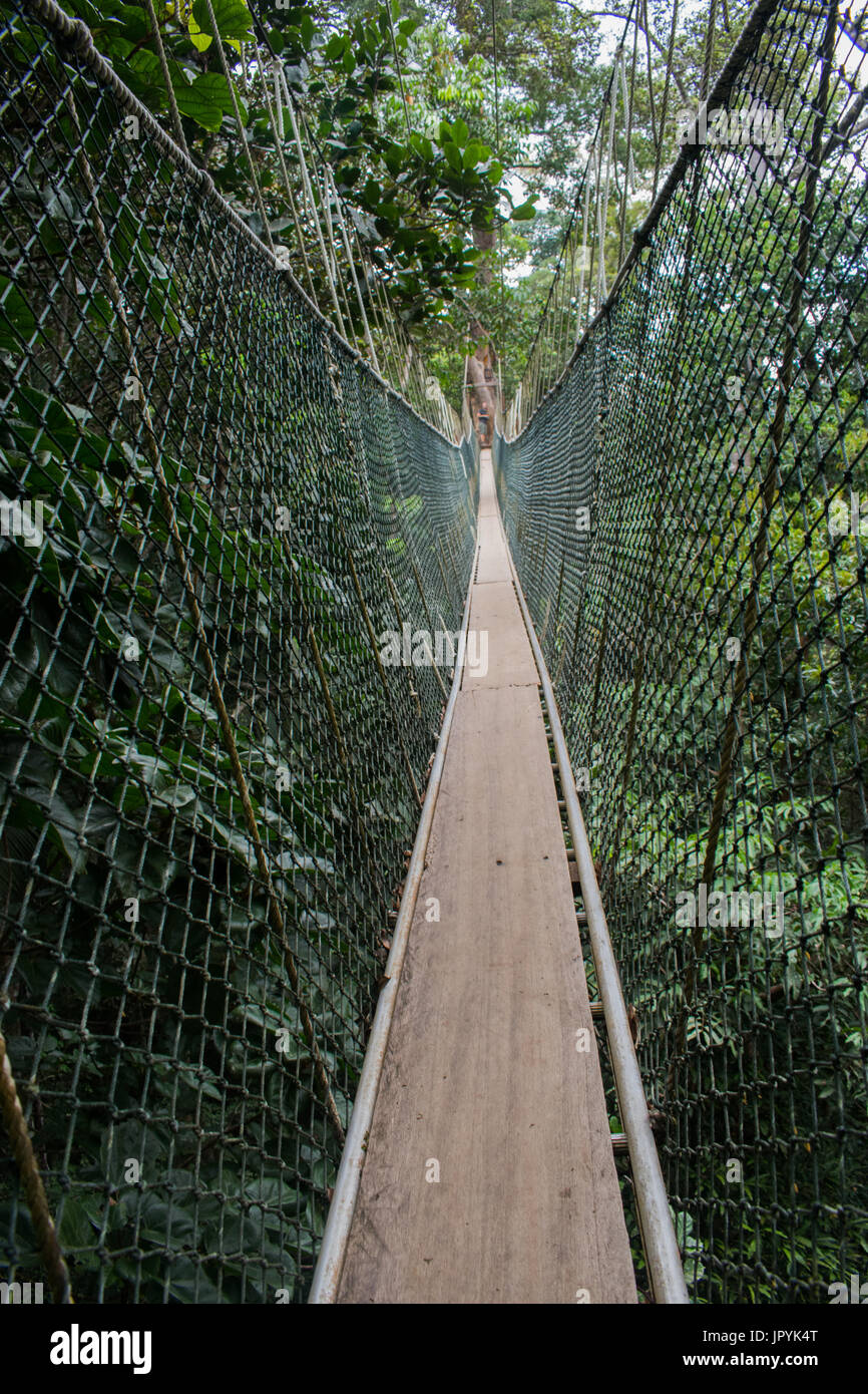 Taman Negara canopy walk Stock Photo - Alamy