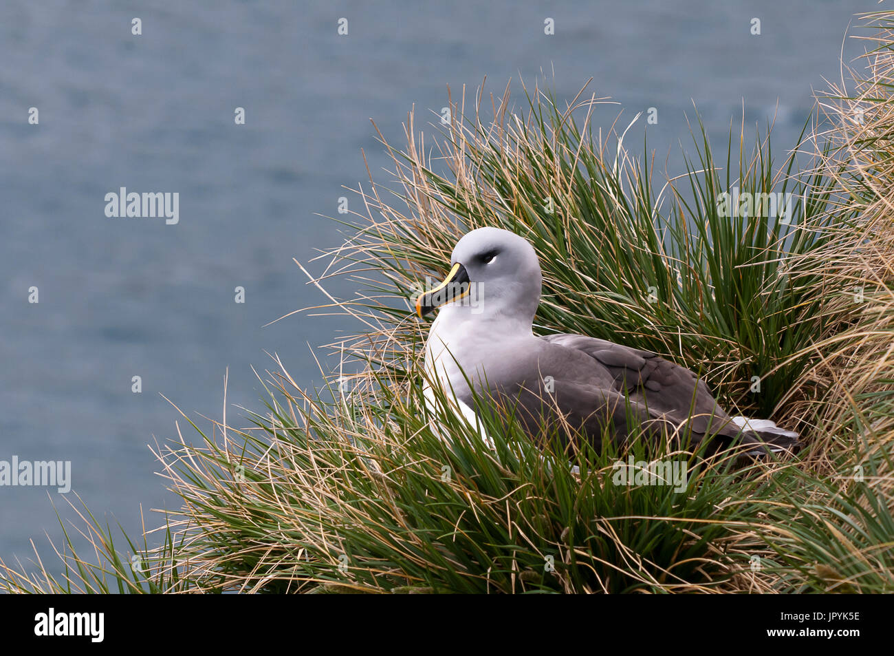 Grey-headed Albatross on the nest - South Georgia Stock Photo - Alamy