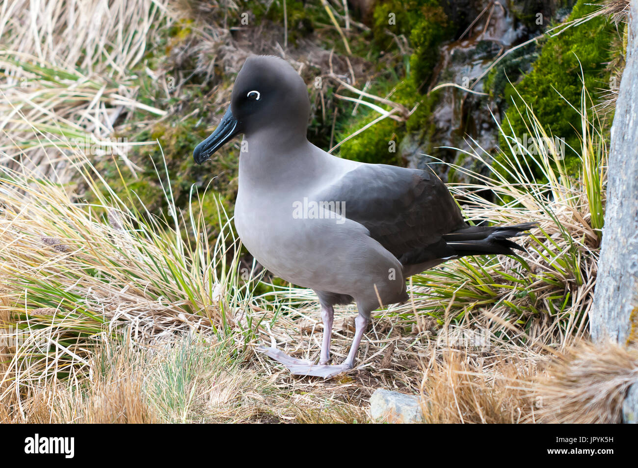 Sooty Albatrosses at nest - South Georgia Stock Photo - Alamy