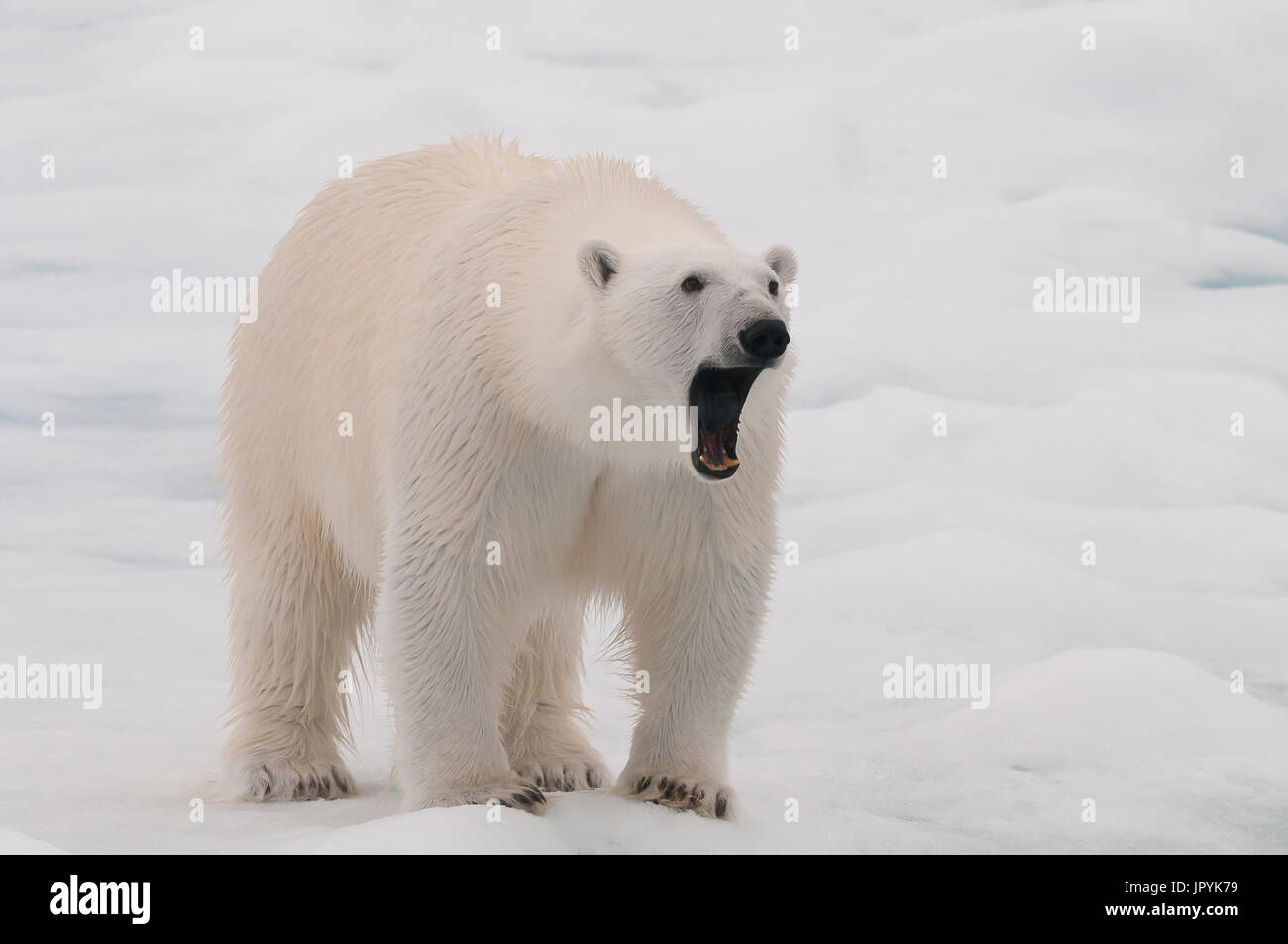 Bear yawning hi-res stock photography and images - Alamy