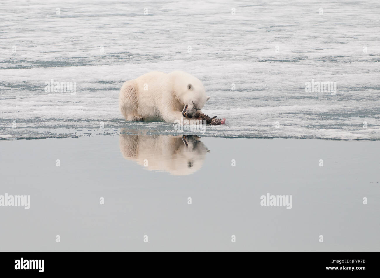 Ice Bear Stock Photos & Ice Bear Stock Images - Alamy