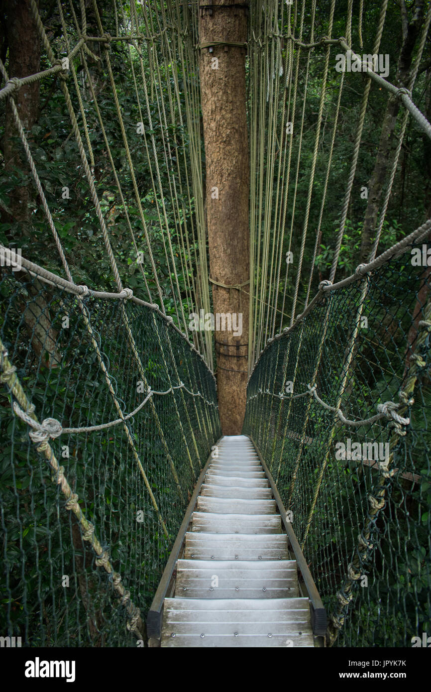 Taman Negara canopy walk Stock Photo - Alamy