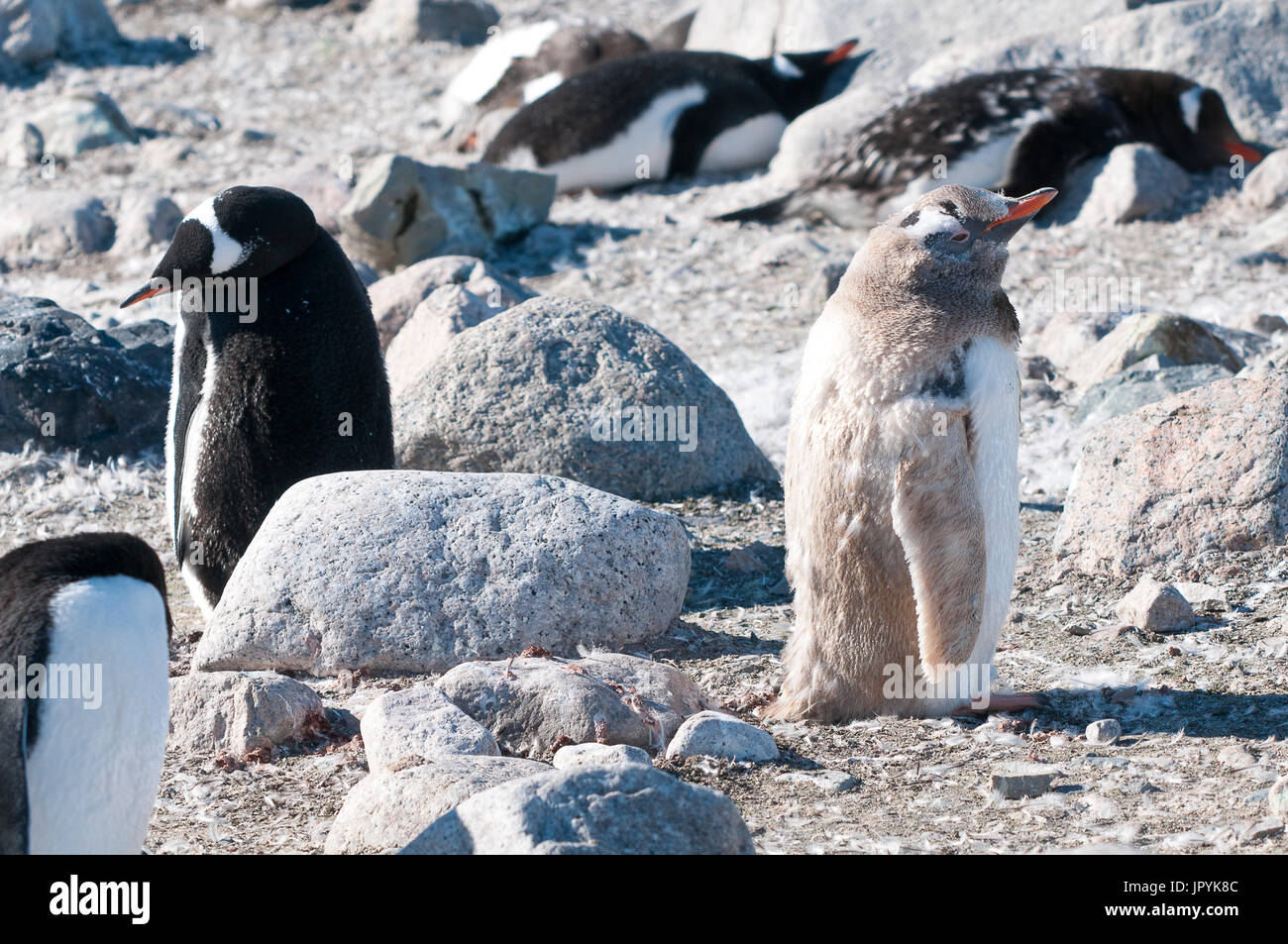 Leucistic penguin hi-res stock photography and images - Alamy
