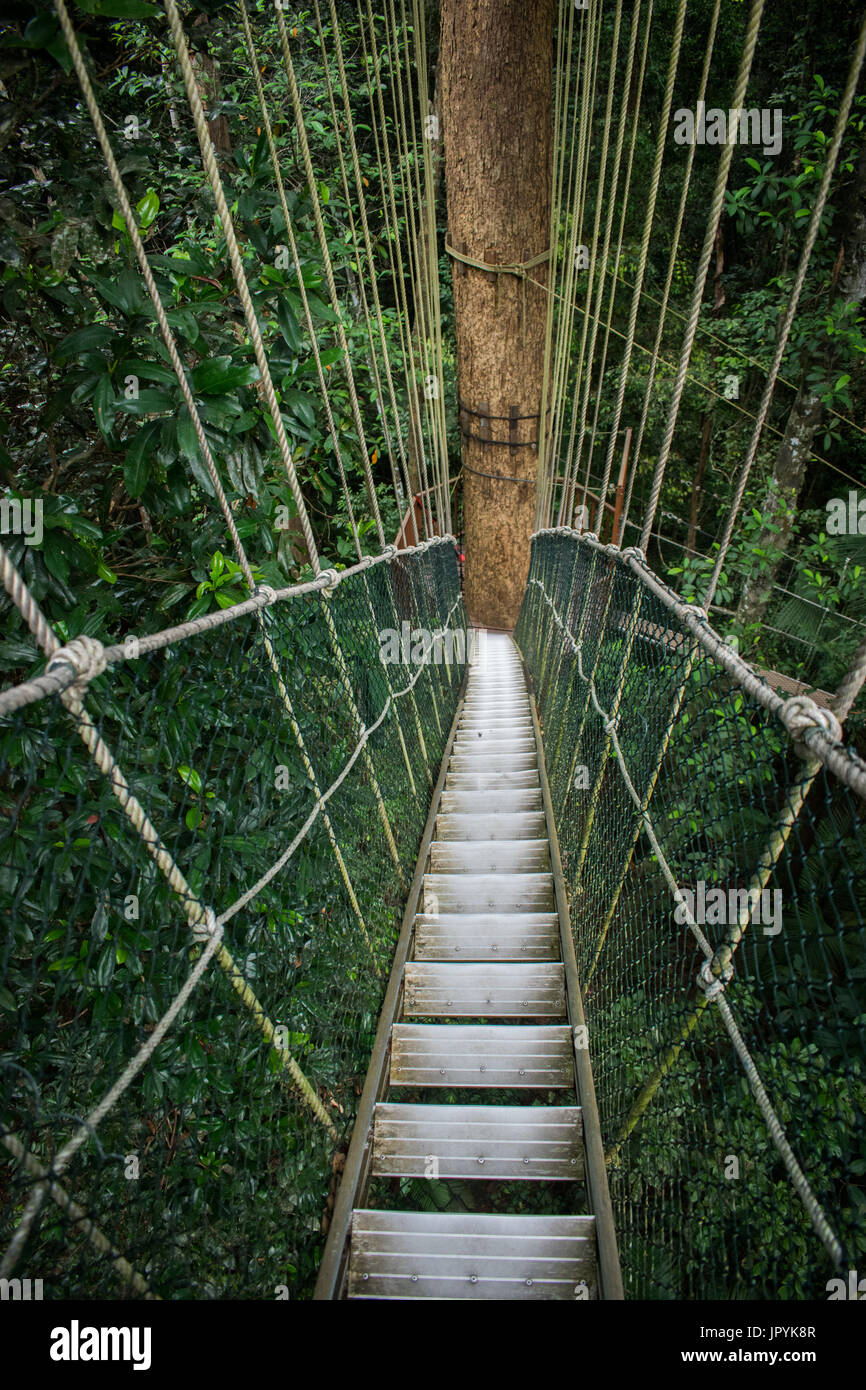 Taman Negara canopy walk Stock Photo - Alamy