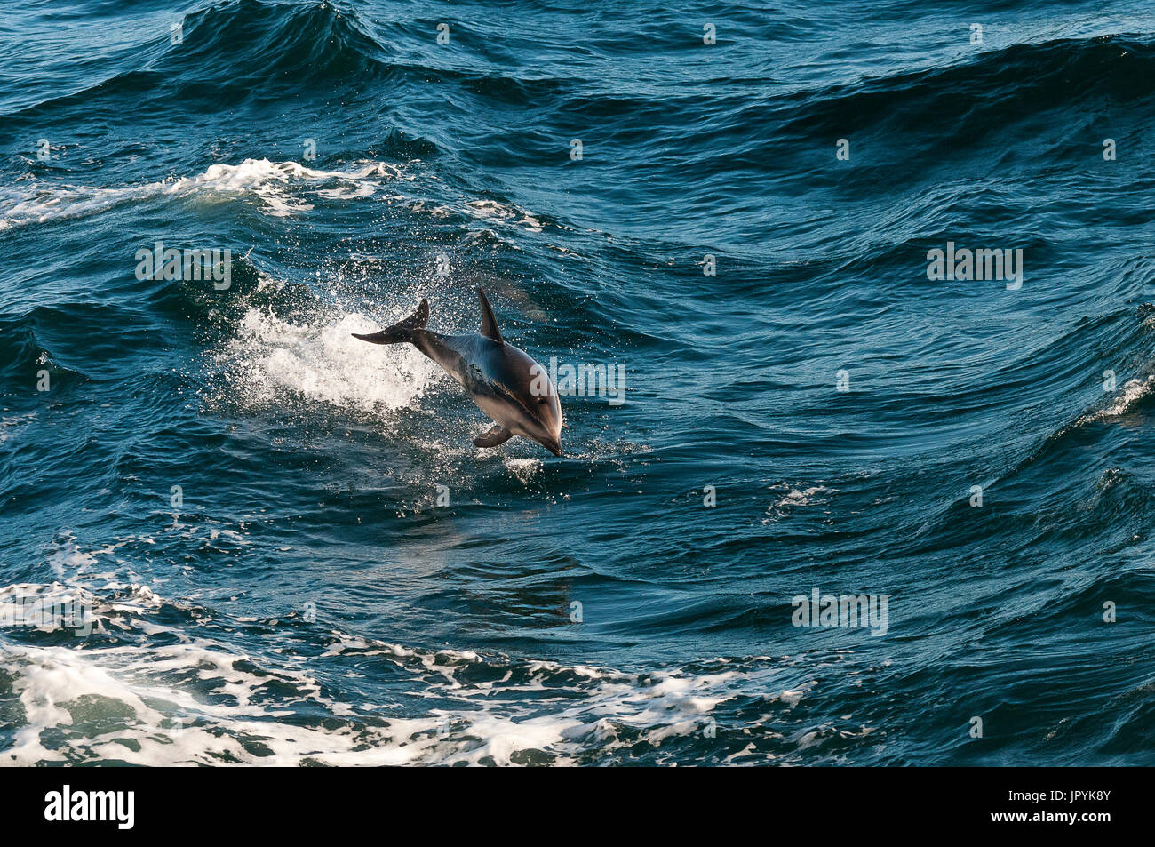 Dusky Dolphin surfing - Beagle Channel Argentina Stock Photo - Alamy
