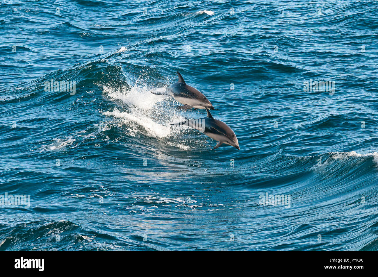 Dusky Dolphin surfing - Beagle Channel Argentina Stock Photo - Alamy