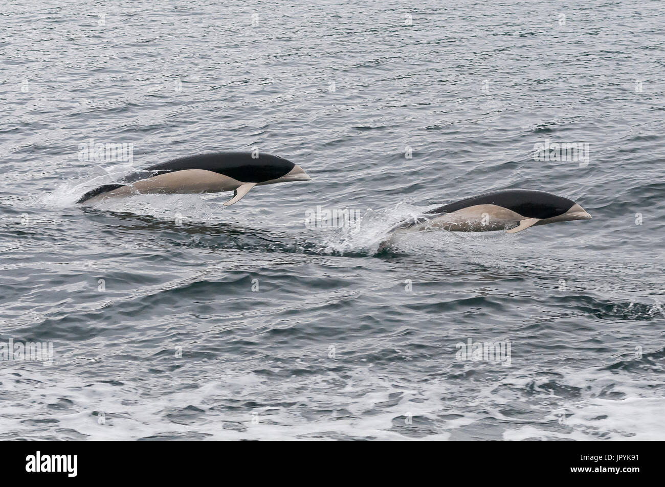 Southern Right Whale Dolphins - Beagle Channel Argentina Stock Photo ...
