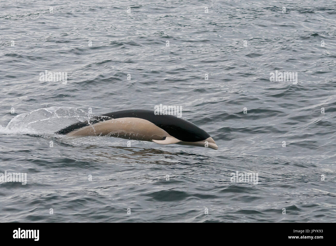 Southern Right Whale Dolphins - Beagle Channel Argentina Stock Photo ...
