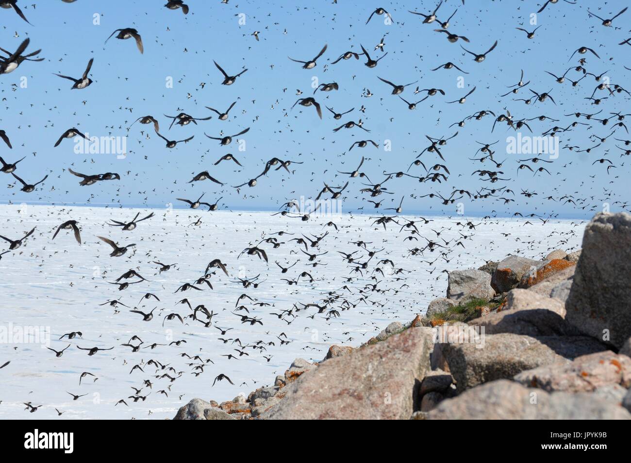 Little Auks in flight - Kap Hoegh Greenland Stock Photo - Alamy