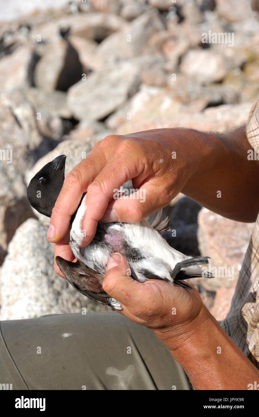 Management identify hi-res stock photography and images - Alamy