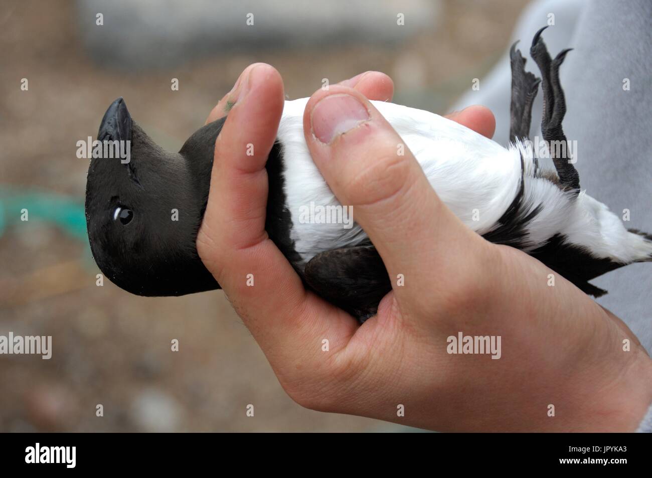 Handling a Little Auk - Greenland Stock Photo - Alamy