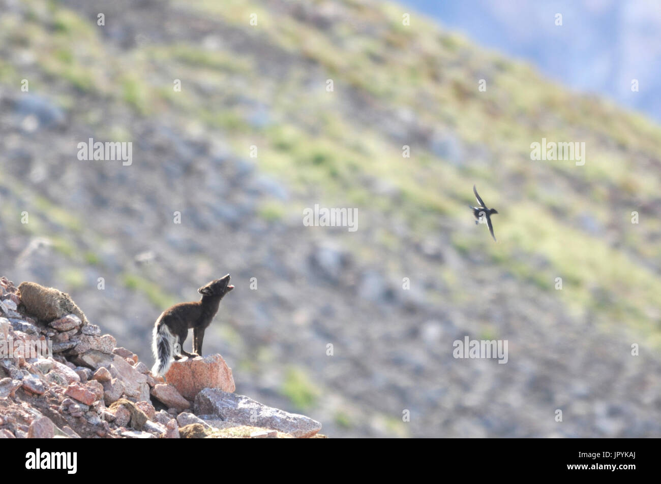 Arctic fox screaming in a colony Little Auks - Greenland Stock Photo ...