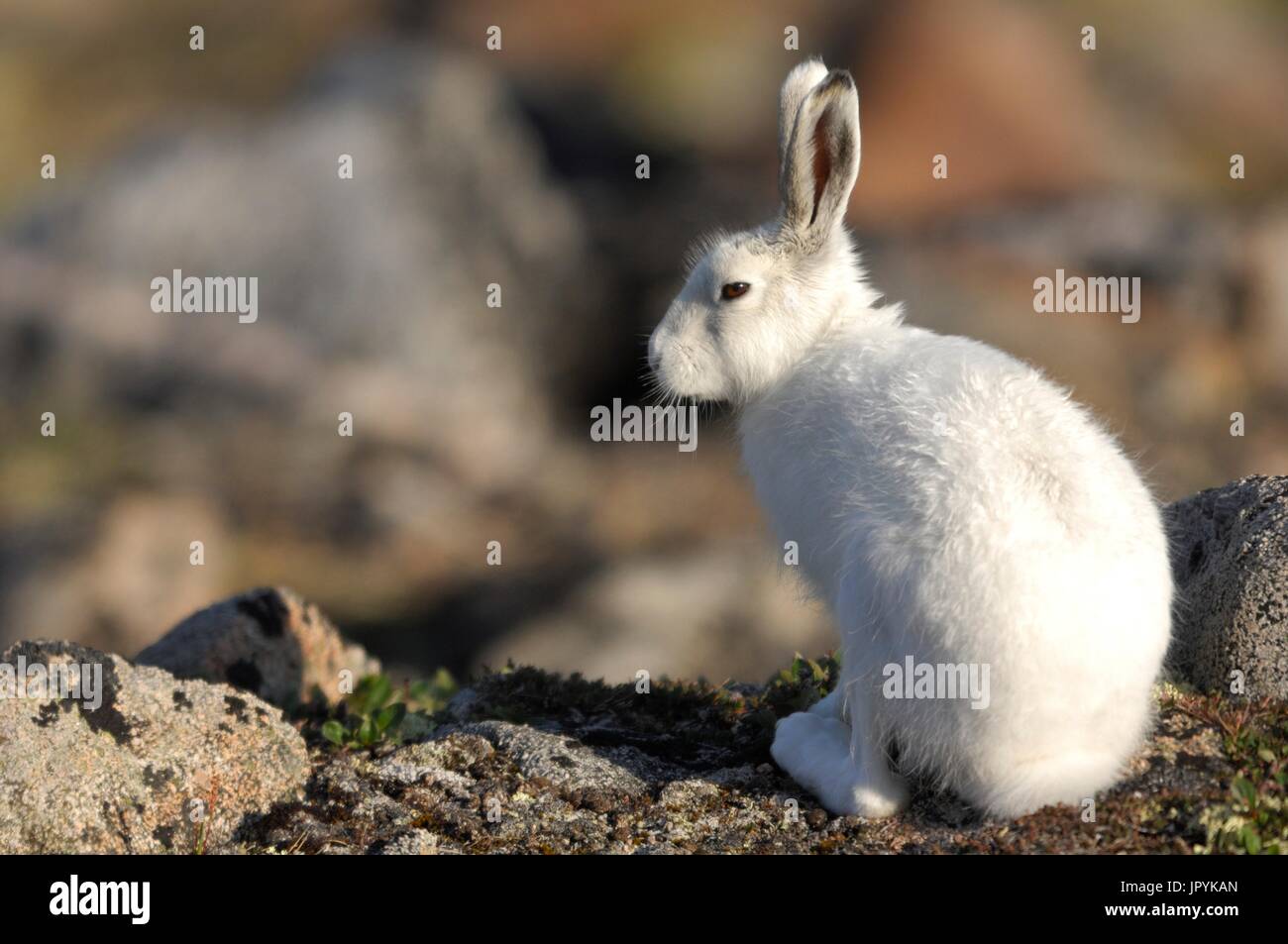 Arctic Tundra Hare Arctic Hares (Animals That Live In The Tundra)
