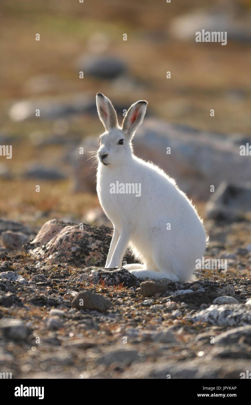 Arctic Hares In The Tundra