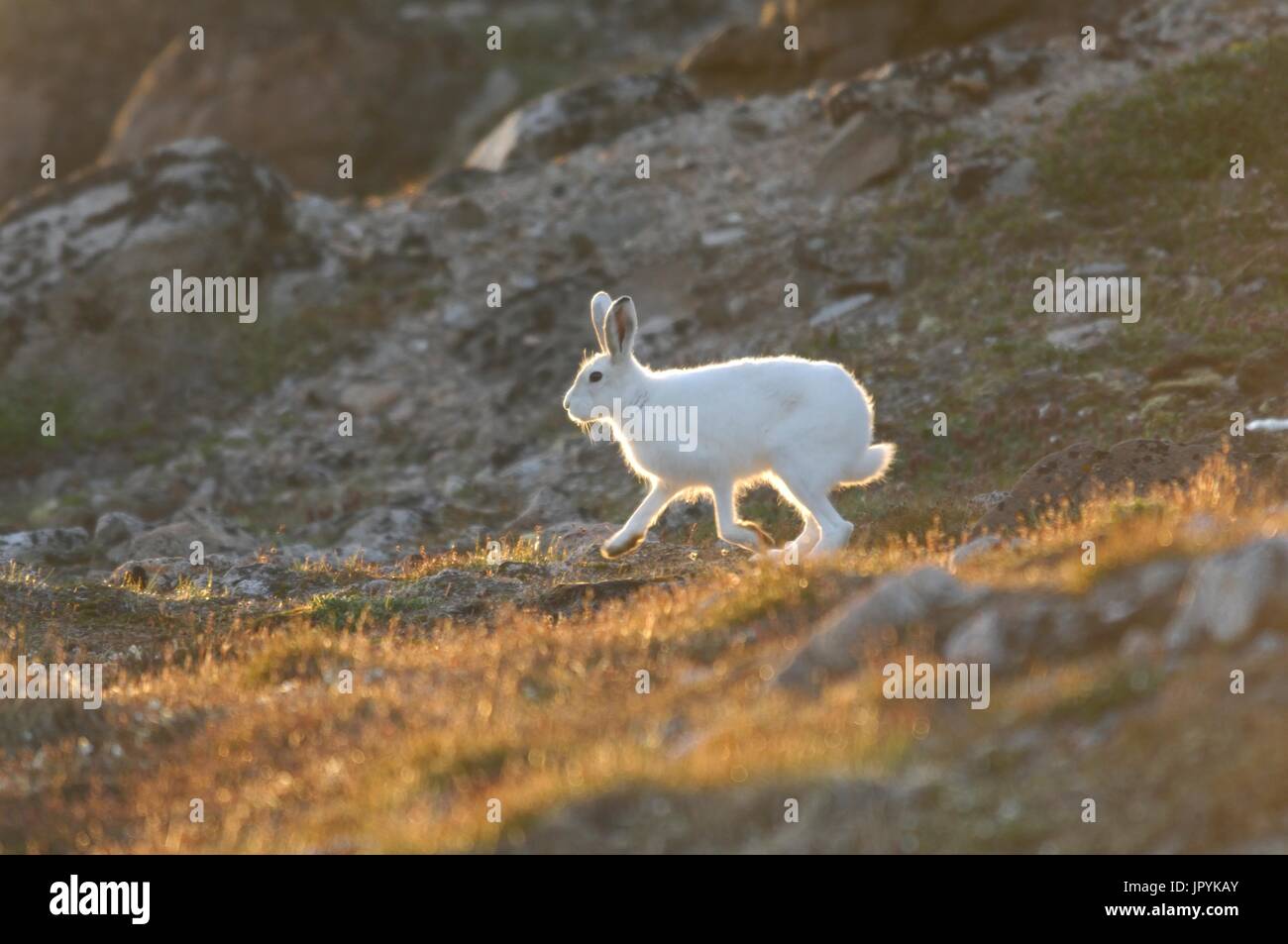 Arctic hare running in the tundra - Greenland Stock Photo - Alamy