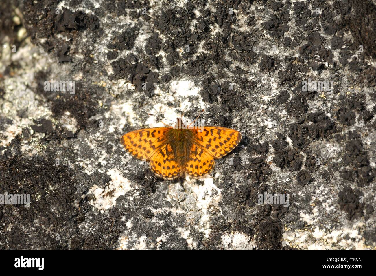 Arctic Fritillary on rock in tundra - Greenland Stock Photo - Alamy