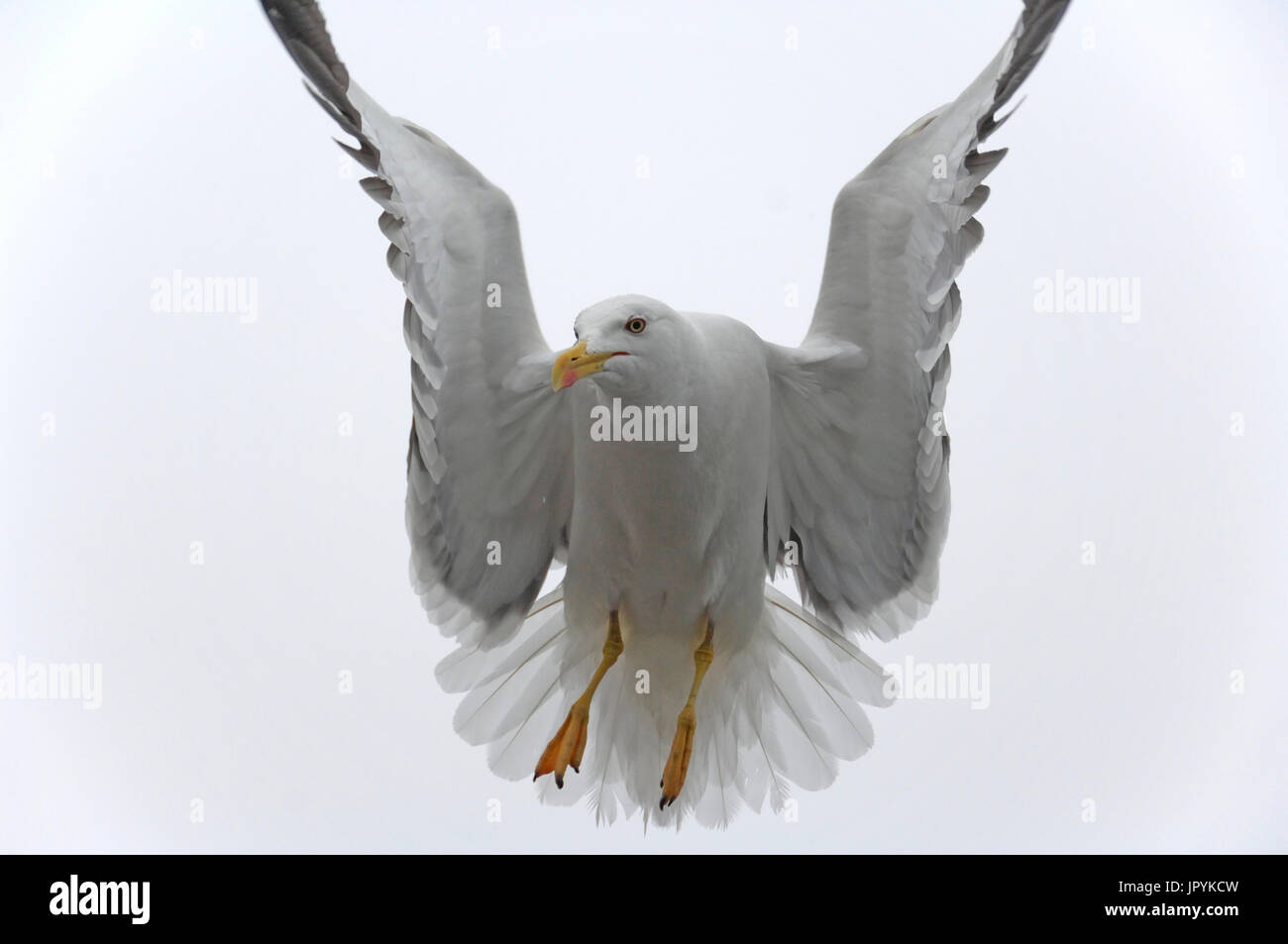 Baltic Gull in flight - Iceland Stock Photo - Alamy
