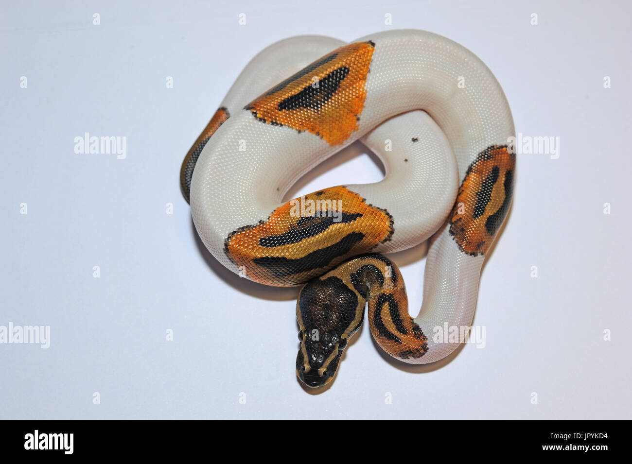 Royal Python 'Piedbald' on white background Stock Photo - Alamy