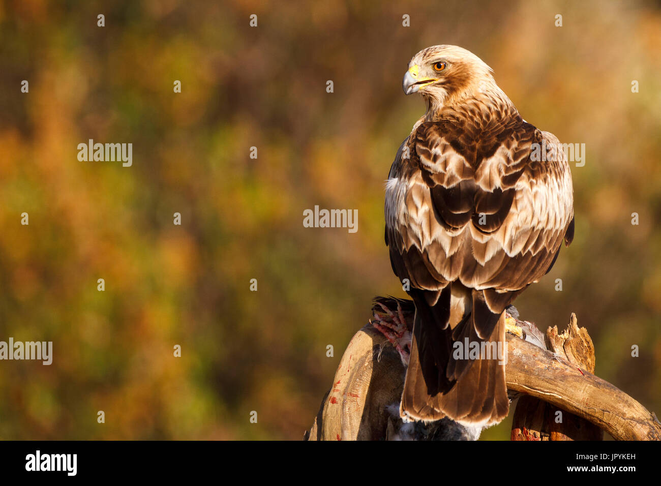 Booted eagle on a branch - Avila Spain Stock Photo - Alamy