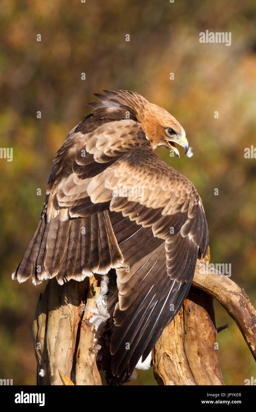 Booted eagle with prey on a branch - Avila Spain Stock Photo - Alamy