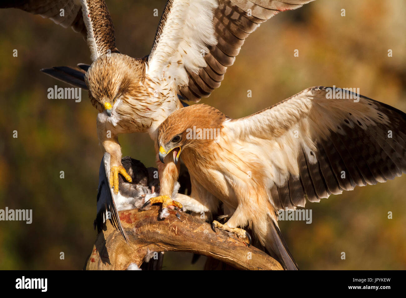 Booted eagles with prey on a branch - Avila Spain Stock Photo - Alamy