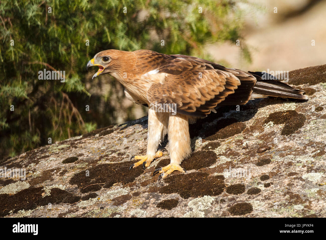 Booted eagle on ground - Avila Spain Stock Photo - Alamy