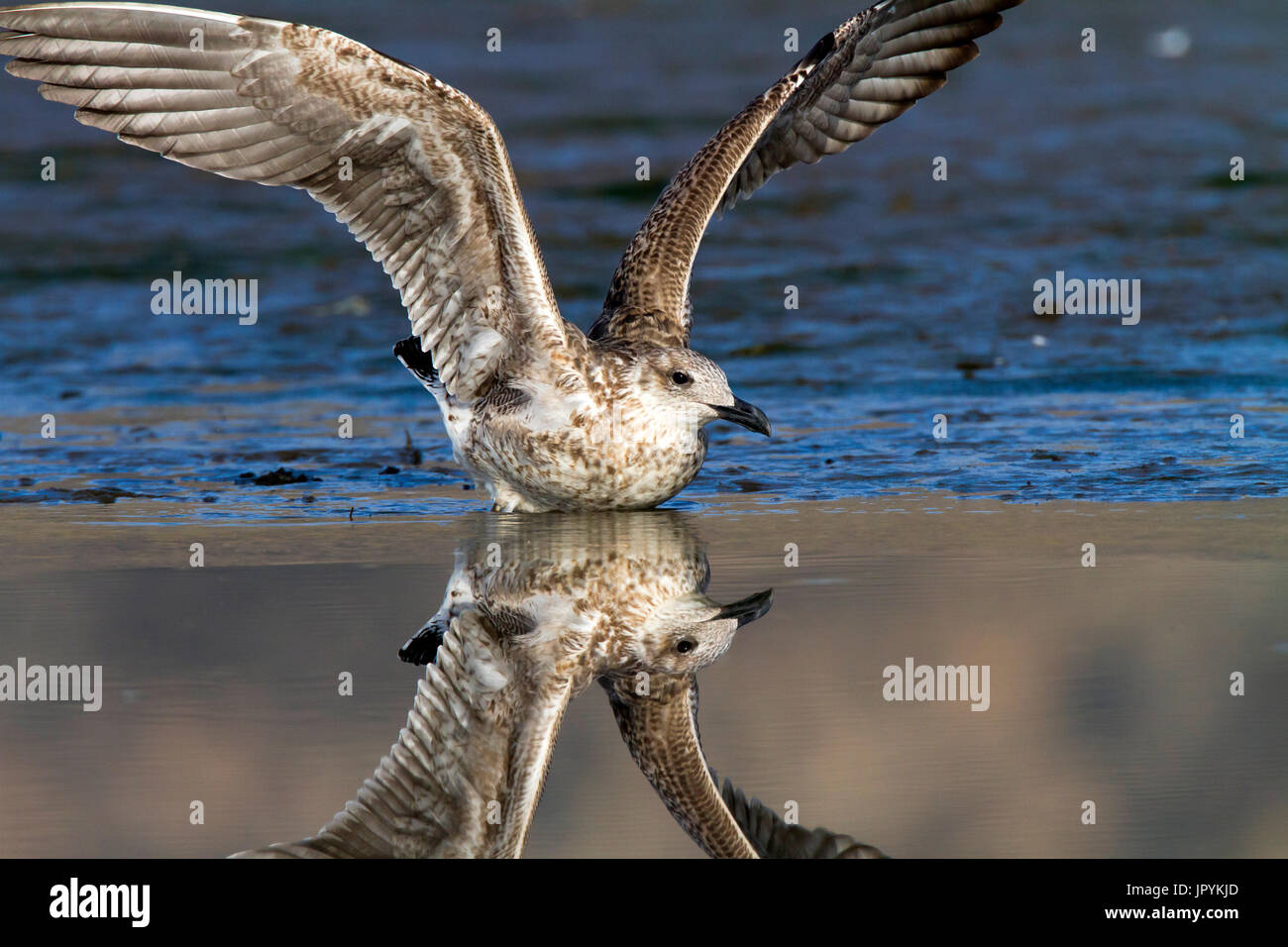 Young Baltic Gull and its reflection - Guadarrama Spain Stock Photo - Alamy
