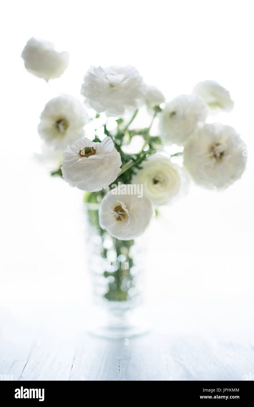 White Ranunculus flowers in a vase Stock Photo - Alamy