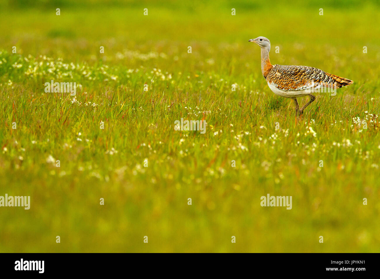 Great Bustard female at spring - Spain Stock Photo - Alamy