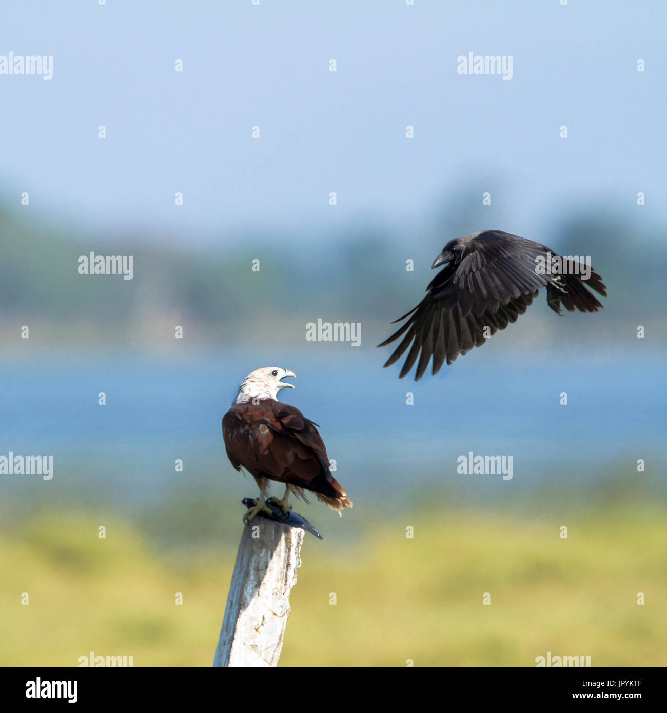 Brahminy Kite attack by Crow - Arugam Bay lagoon Sri Lanka Stock Photo ...