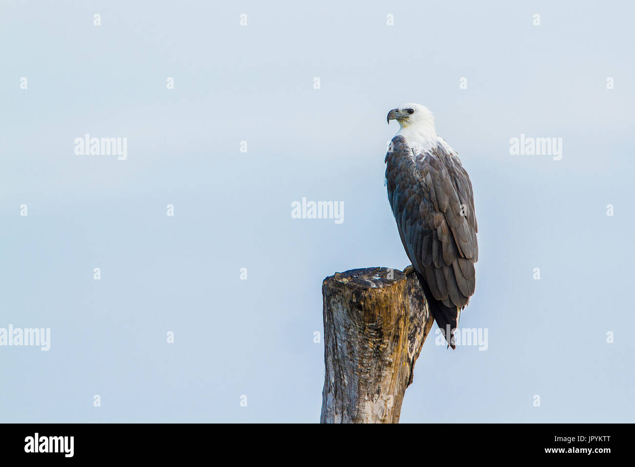 White bellied sea eagle sri lanka hi-res stock photography and images ...