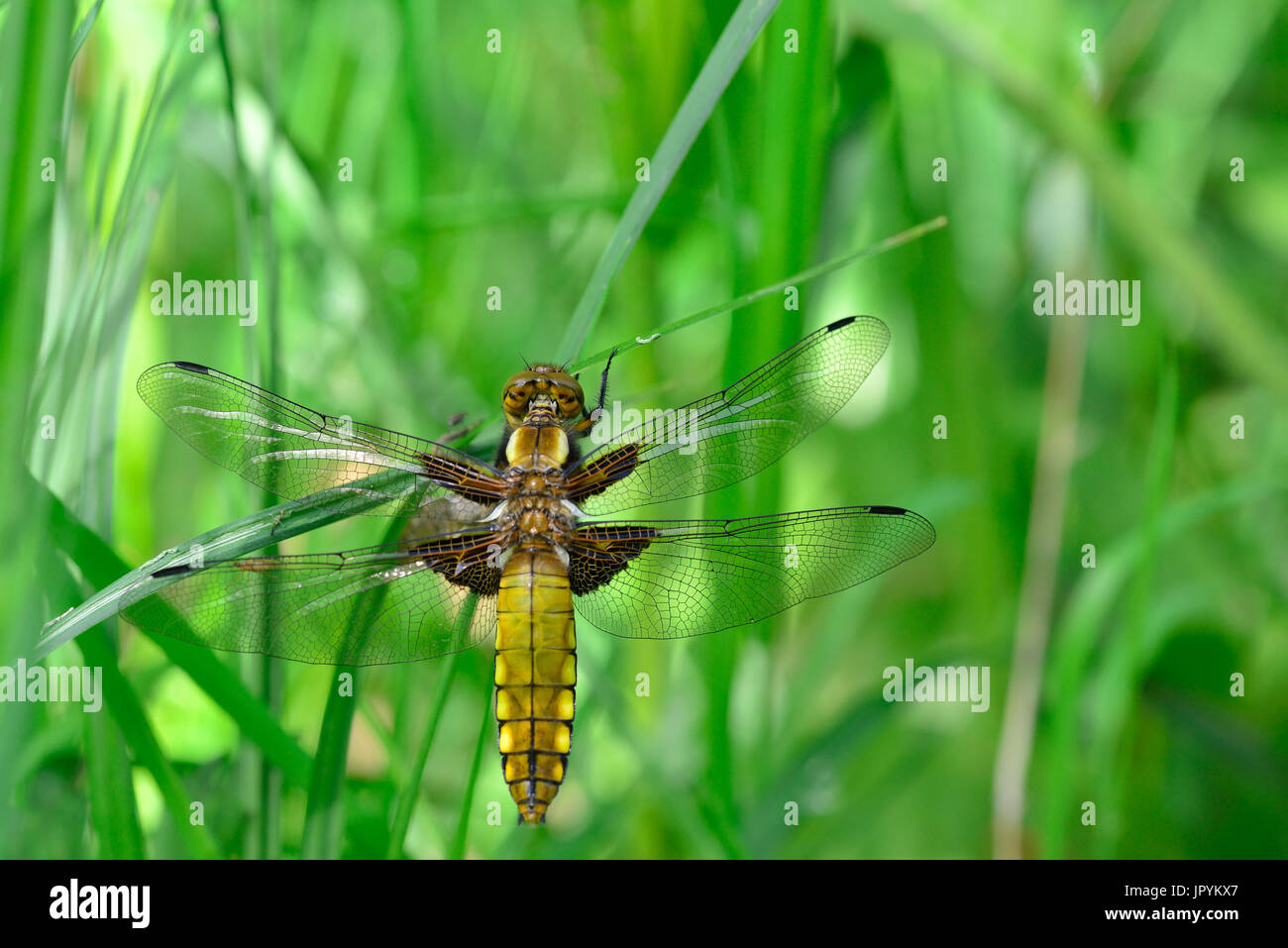 Emergence of Eurasian Red Dragonfly - Fouzon Prairie France Stock Photo ...