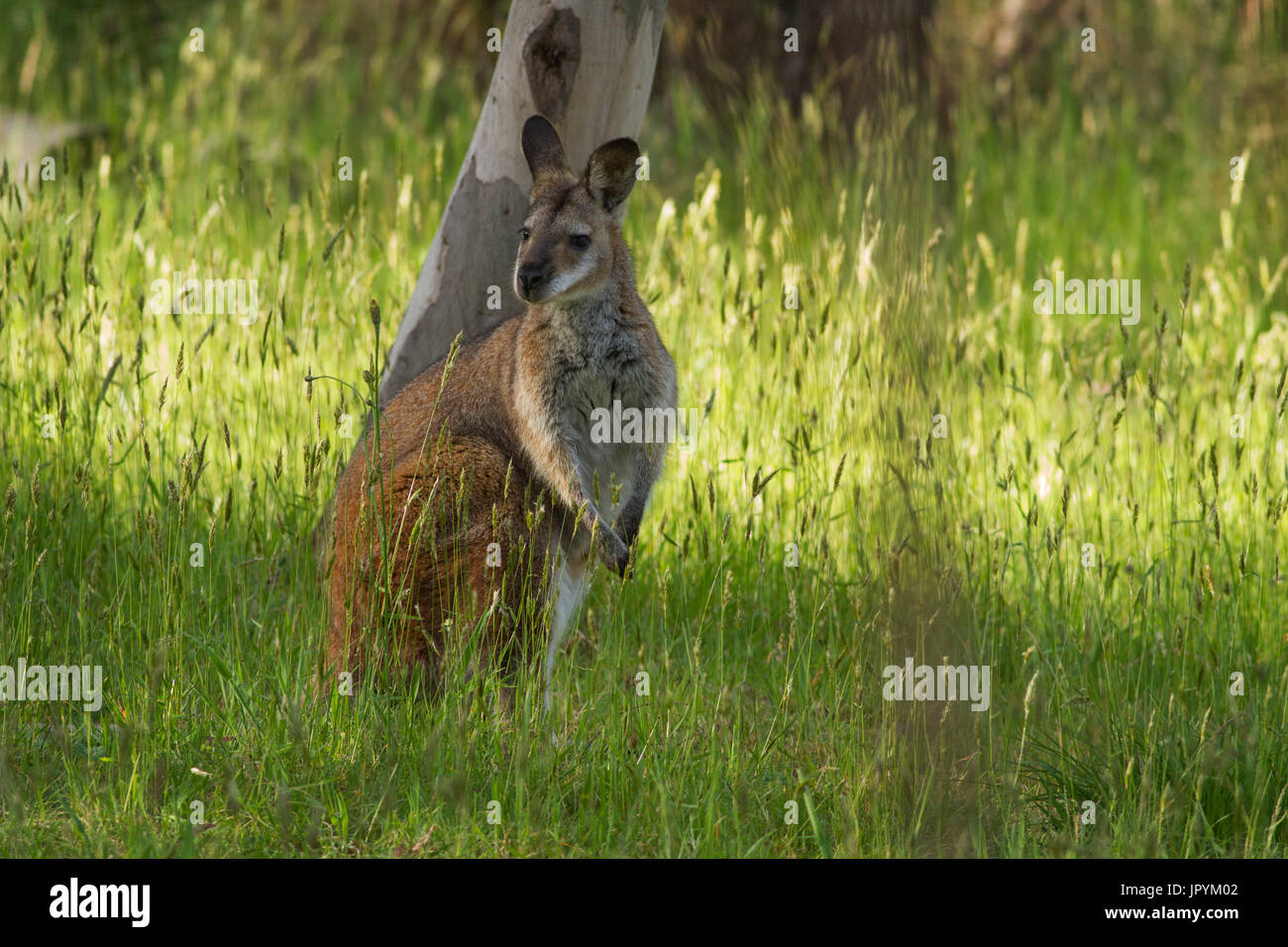 Adult wallaroo hi-res stock photography and images - Alamy