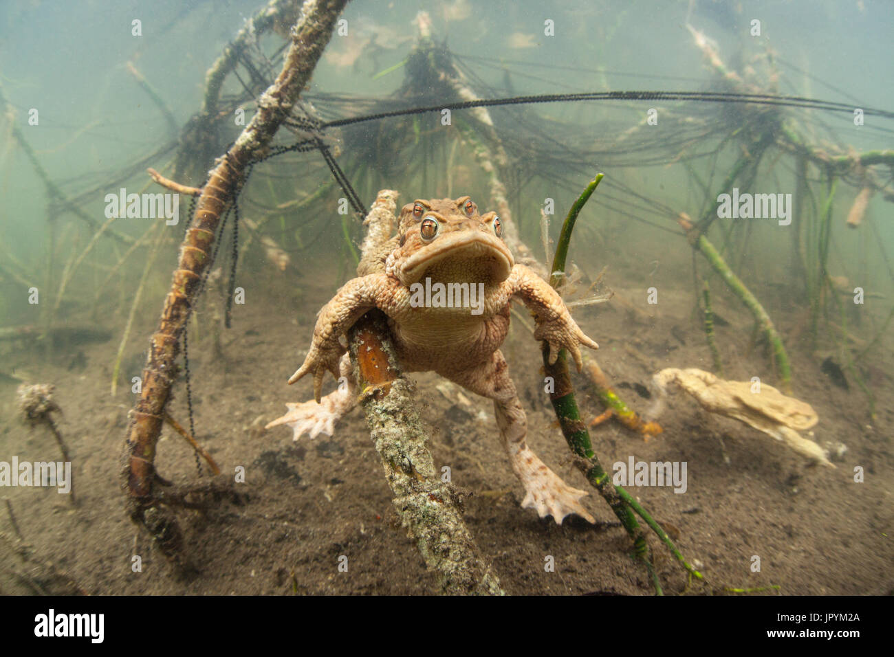 Common toad and her eggs in a lake - France Stock Photo - Alamy