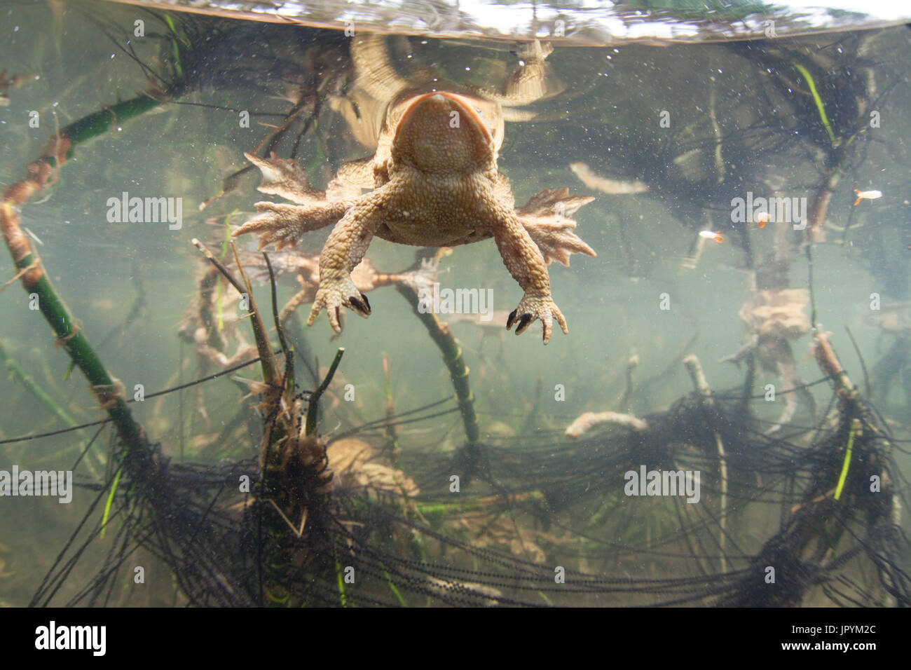 Common toad and her eggs in a lake - France Stock Photo - Alamy