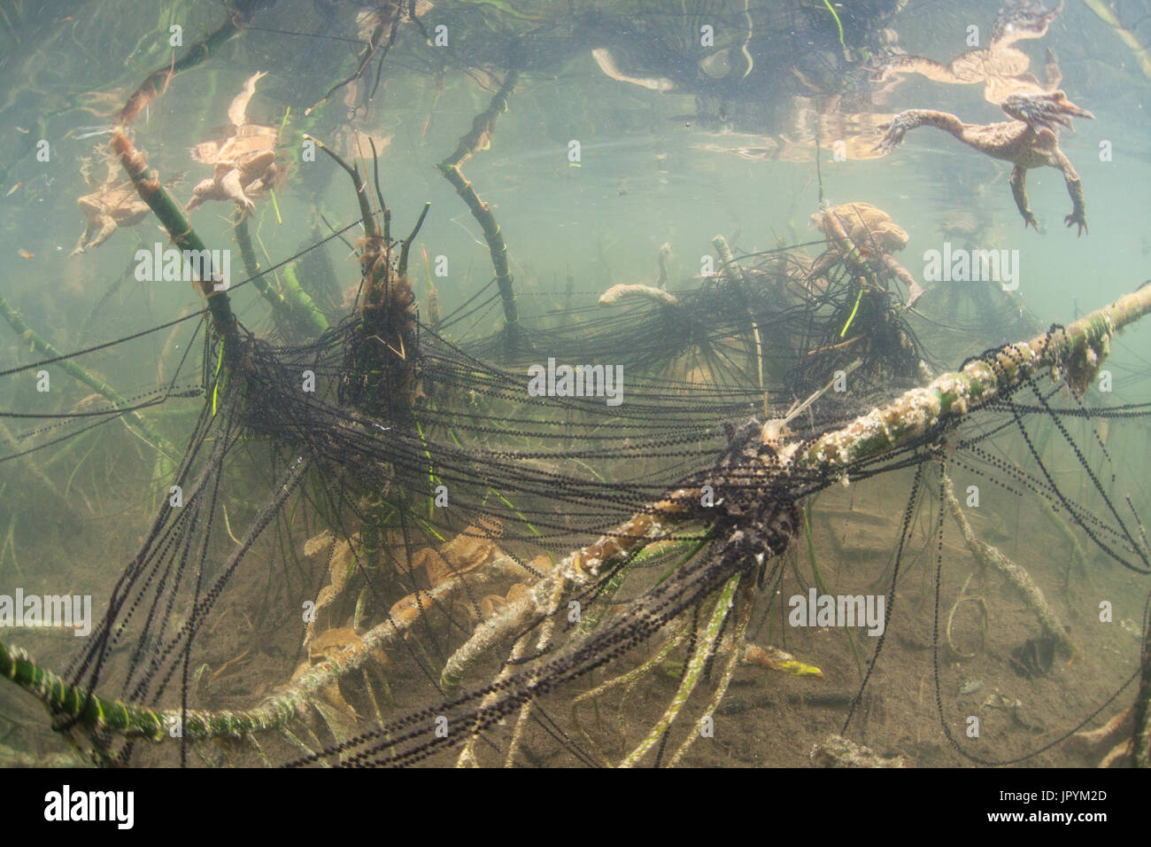 Common toads and their eggs in a lake - France Stock Photo - Alamy