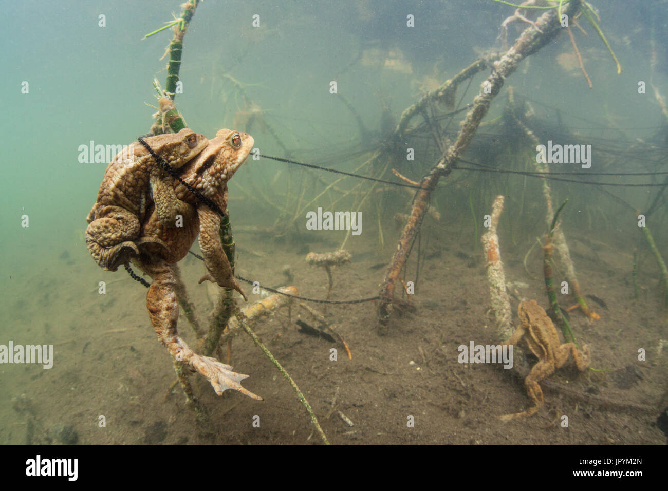 Common toads mating in a lake - France Stock Photo - Alamy
