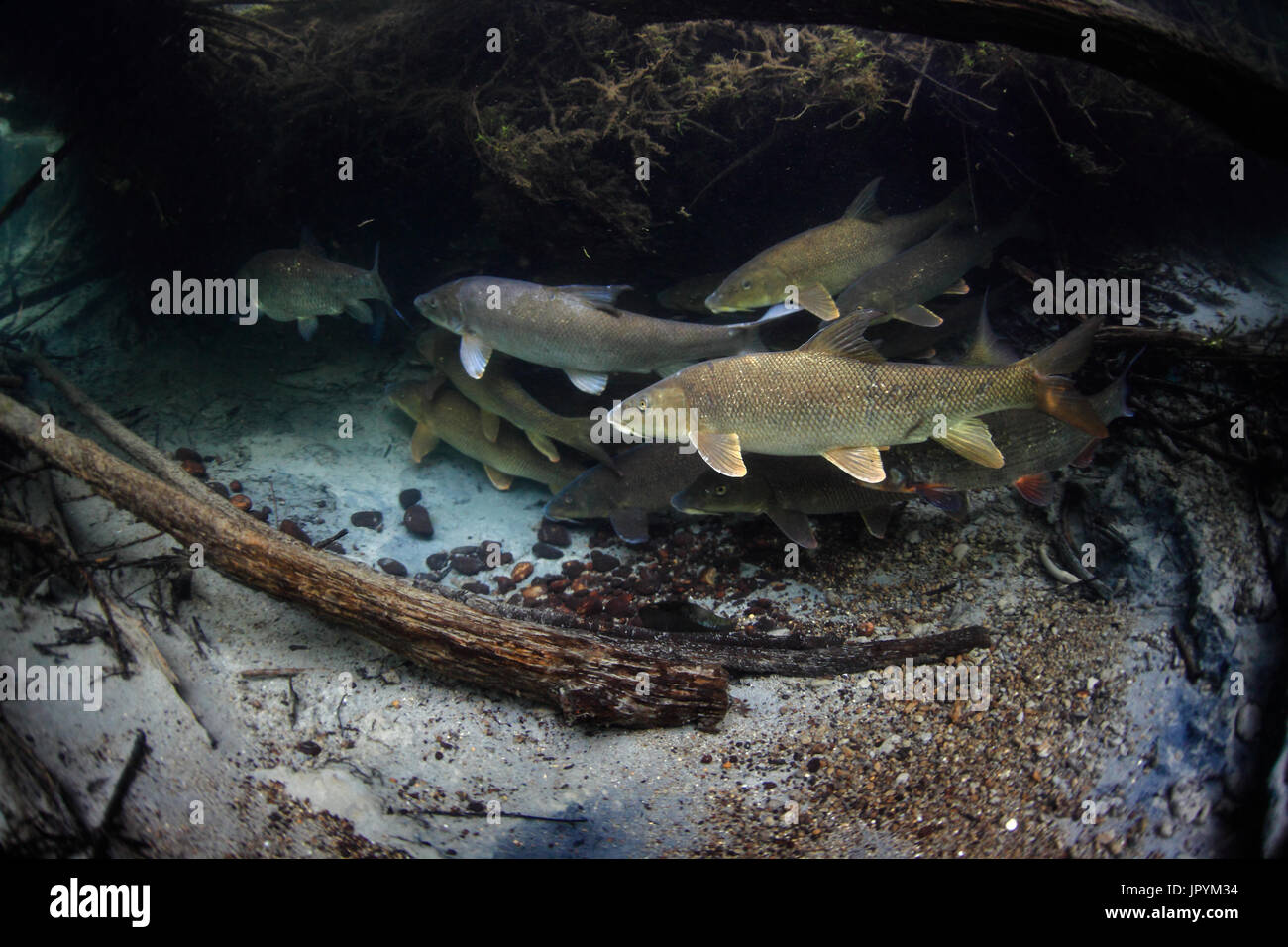 Gathering Barbeaux in the bank - France Stock Photo - Alamy