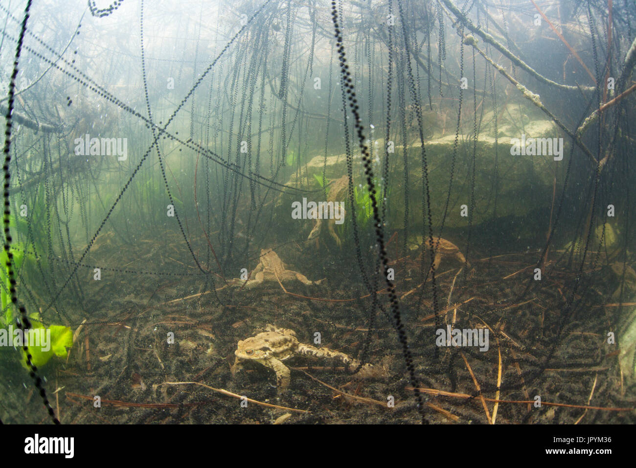 Common toads and their eggs in a lake - France Stock Photo - Alamy