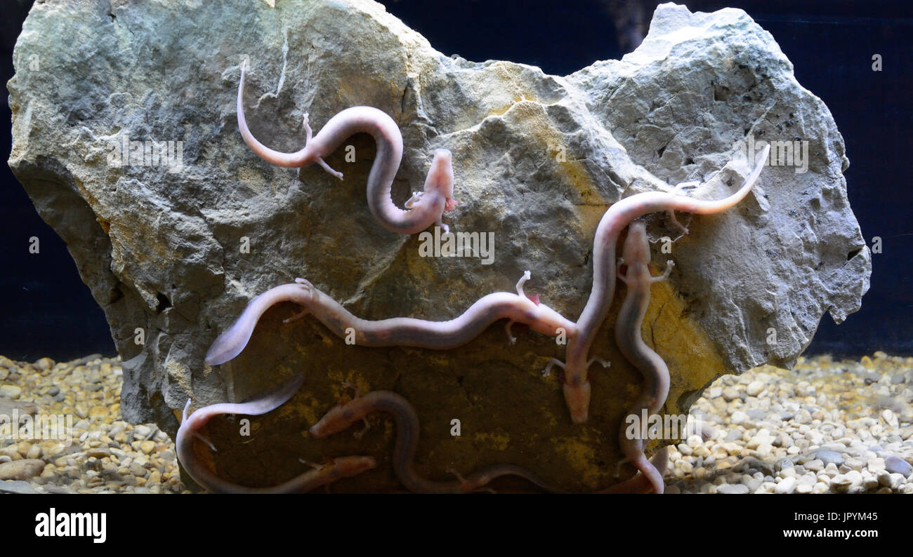 Olm animal hi-res stock photography and images - Alamy