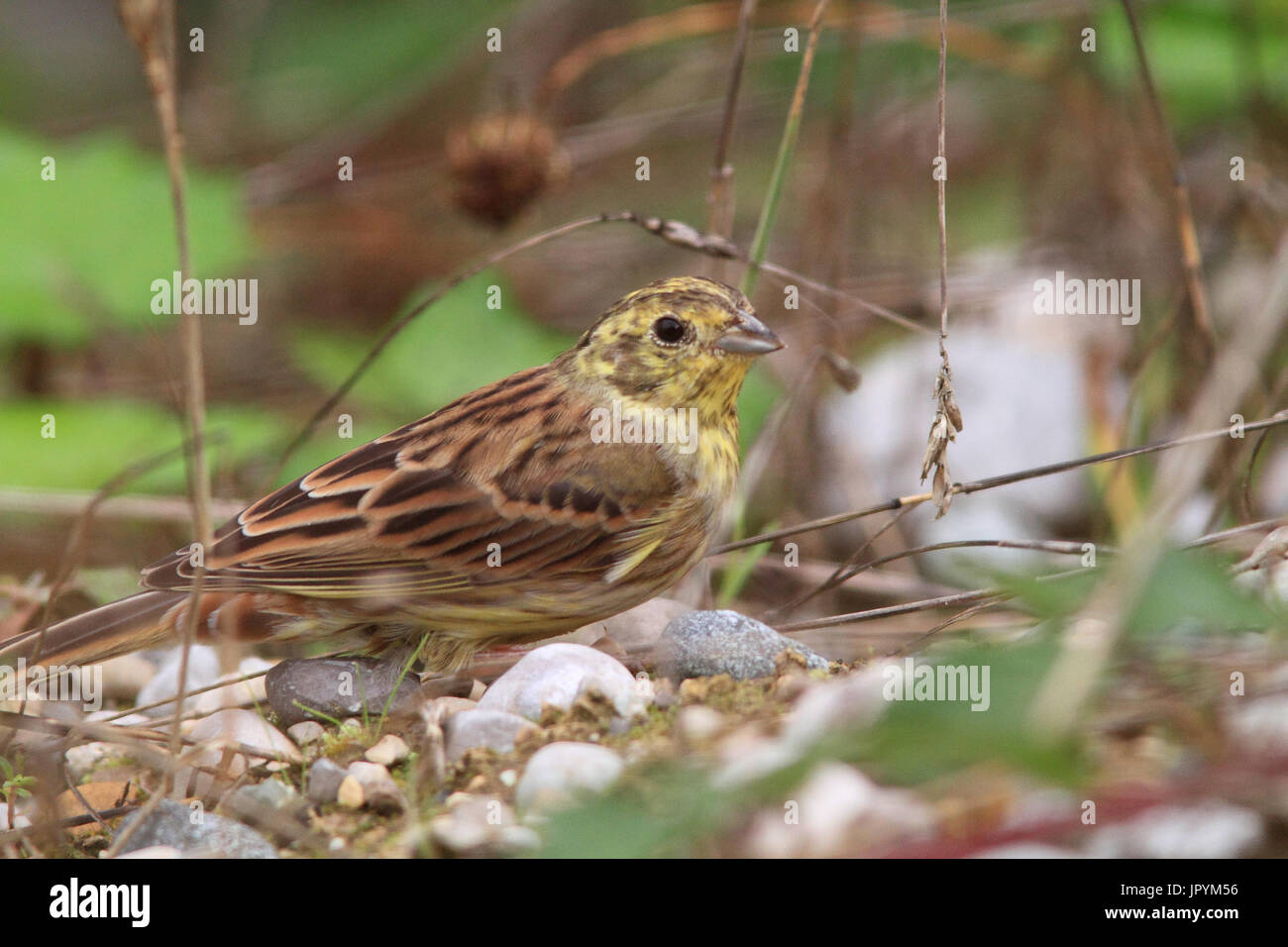 Yellowhammer on ground Stock Photo - Alamy