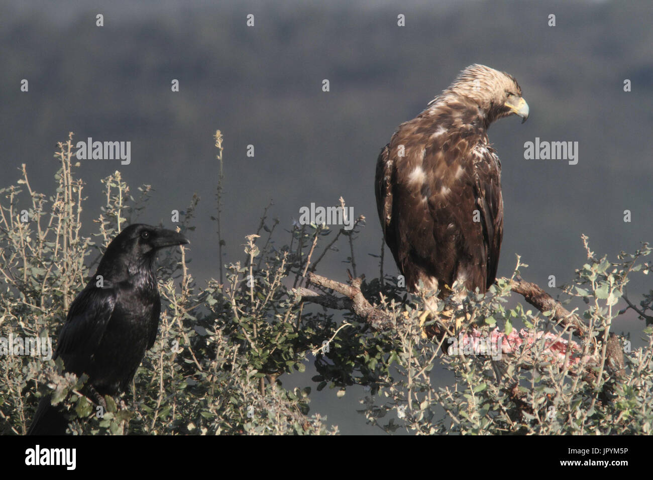 Spanish Imperial Eagle on a branch and Raven Stock Photo - Alamy