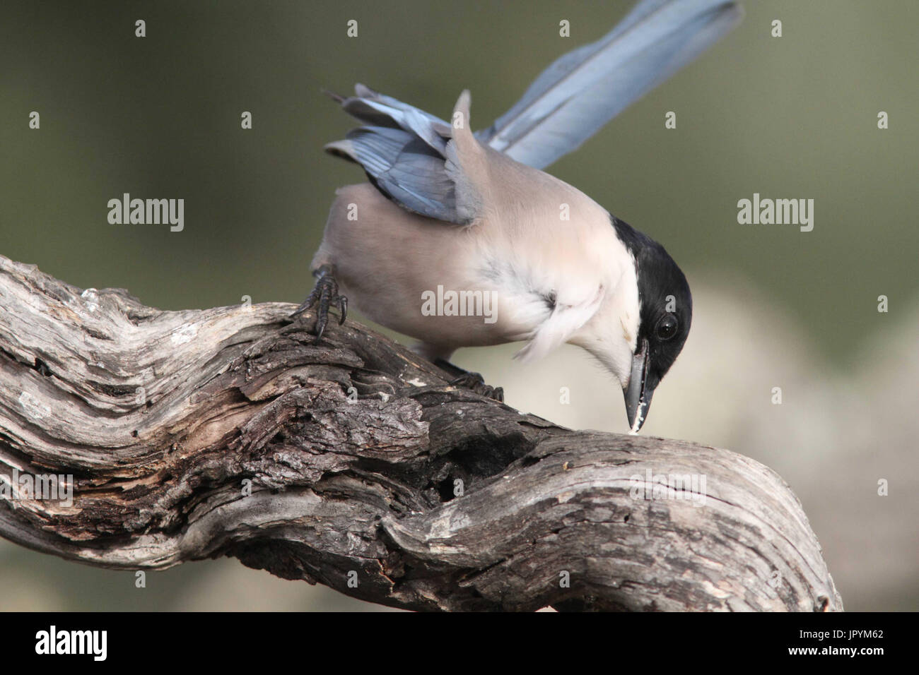 Azure-winged Magpie on a branch Stock Photo - Alamy